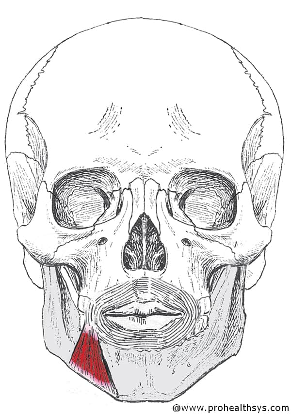 Facial & Mastication - Hithera