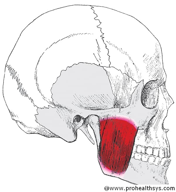 Facial & Mastication - Hithera