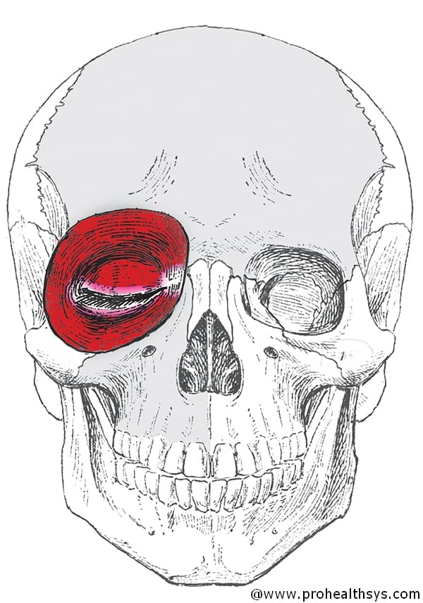 Facial & Mastication - Hithera