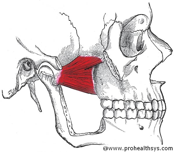 Facial & Mastication - Hithera