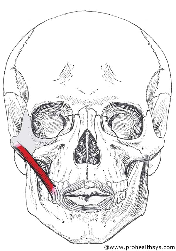 Facial & Mastication - Hithera