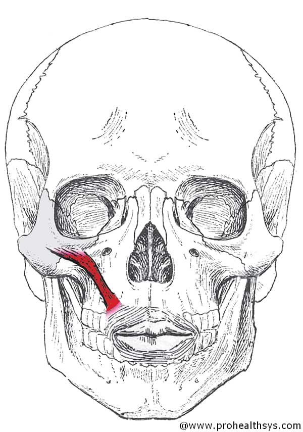 Facial & Mastication - Hithera