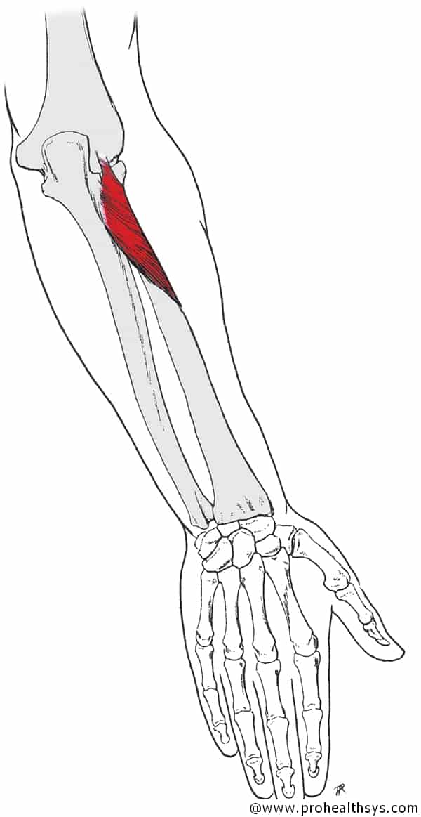 Forearm & Hand - Hithera