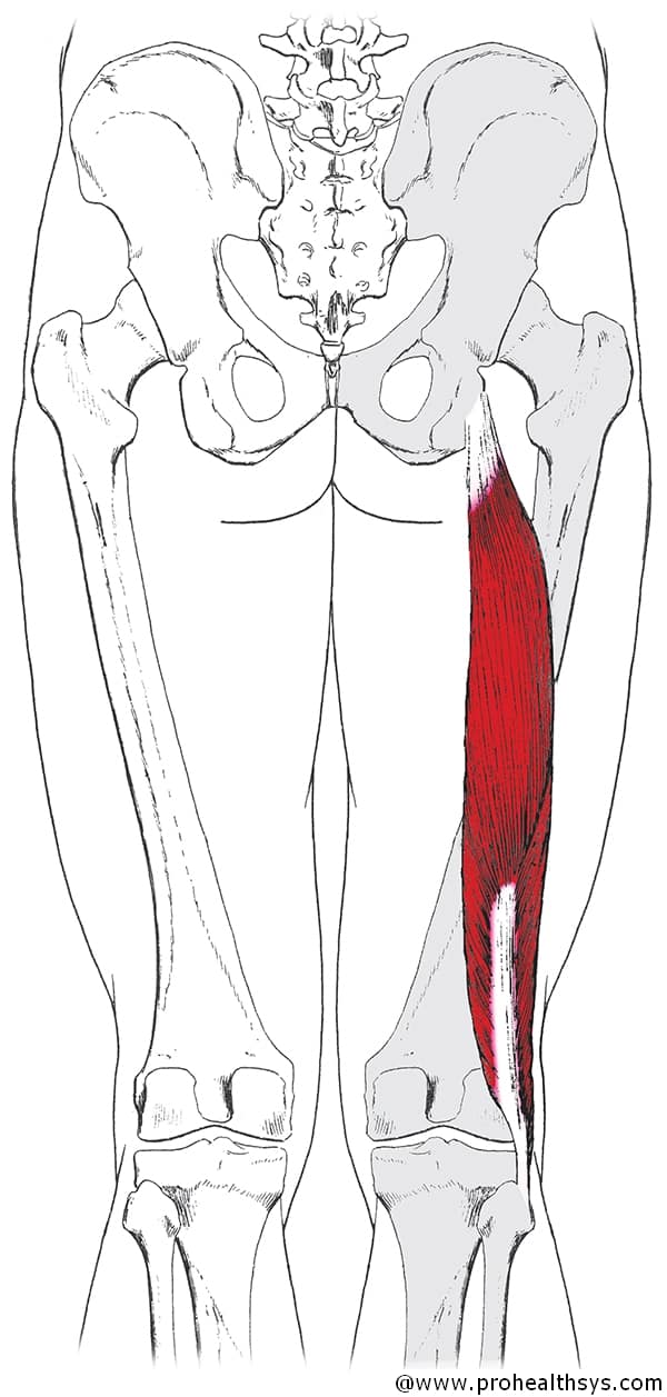 Hip & Thigh - Hithera
