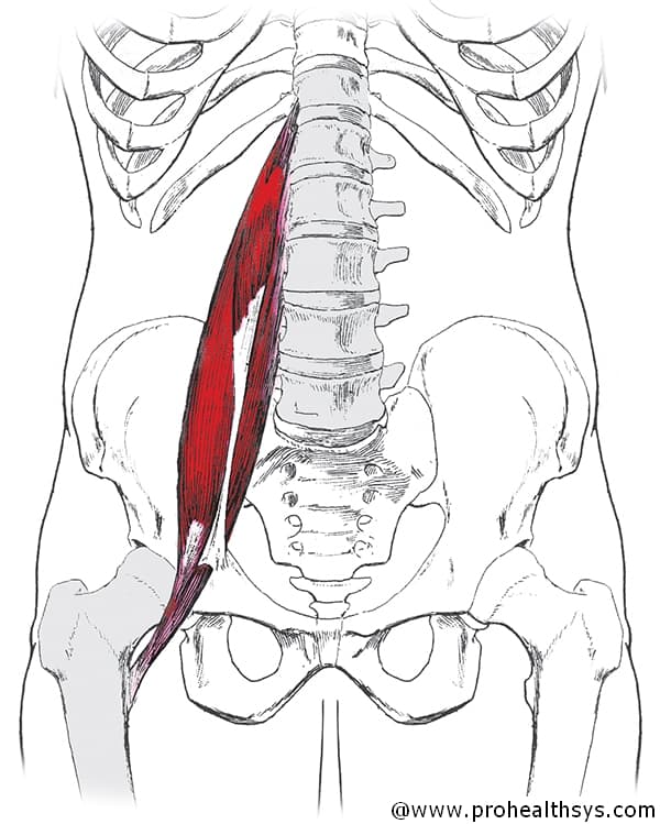 L-spine & Pelvis - Hithera