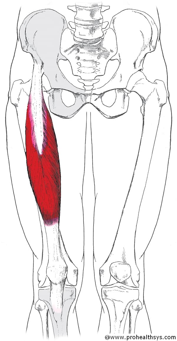Hip & Thigh - Hithera