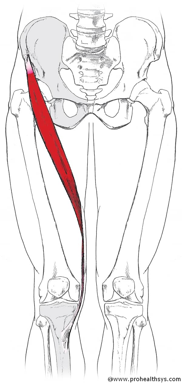 Hip & Thigh - Hithera