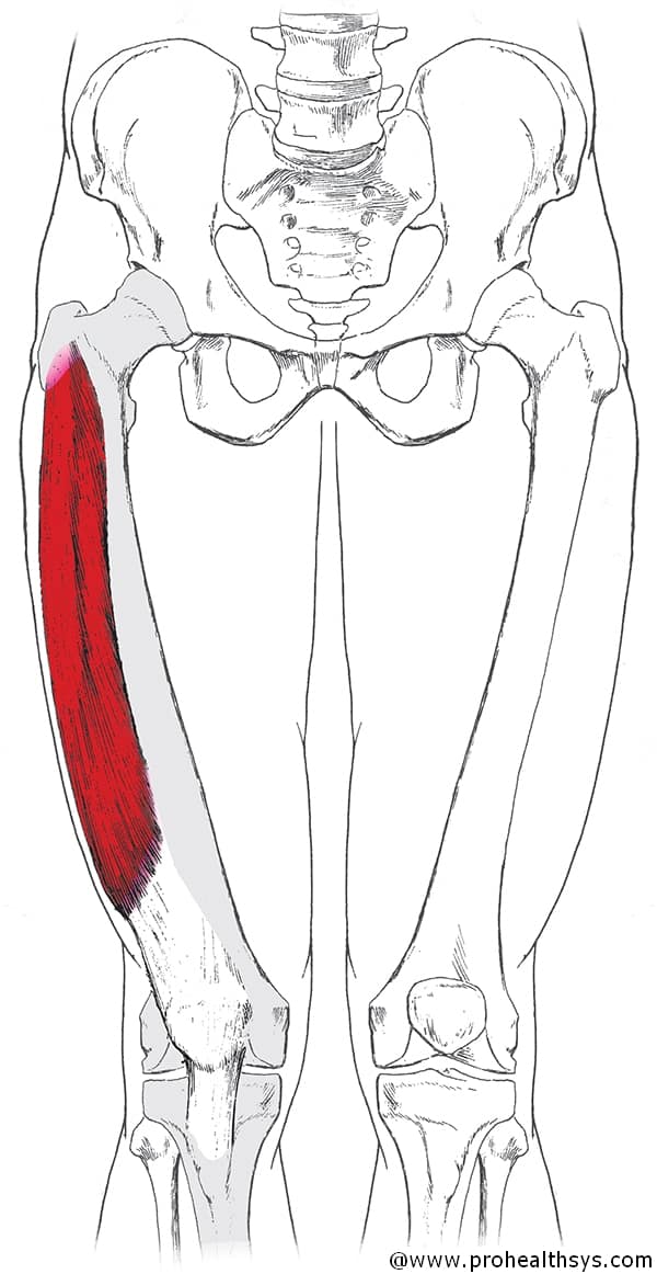 Hip & Thigh - Hithera