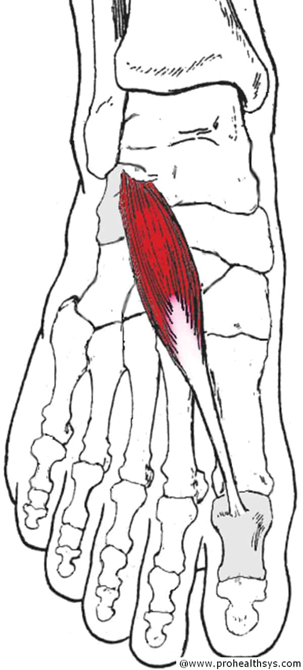 Leg, Ankle & Foot - Hithera