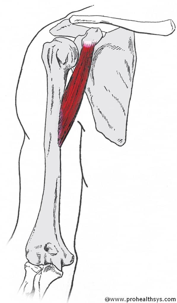 Shoulder & Arm - Hithera
