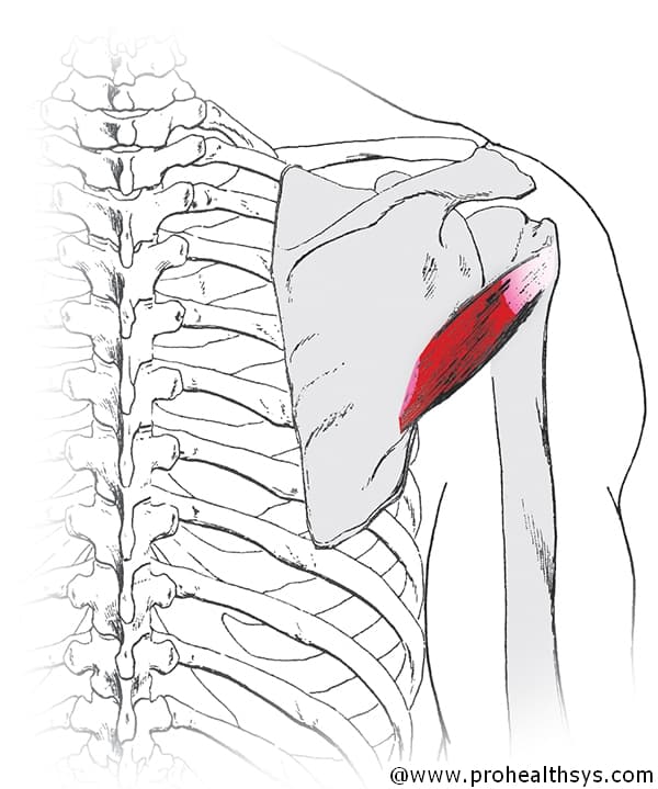 Shoulder & Arm - Hithera