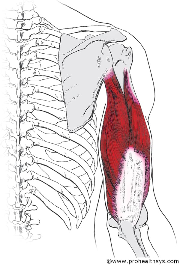 Shoulder & Arm - Hithera