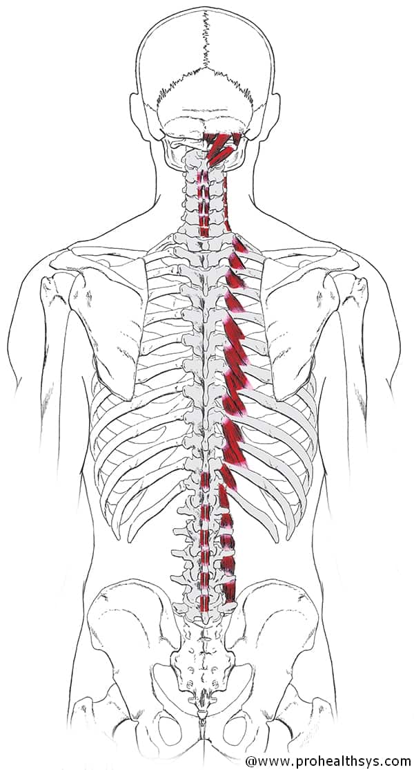 L-spine & Pelvis - Hithera