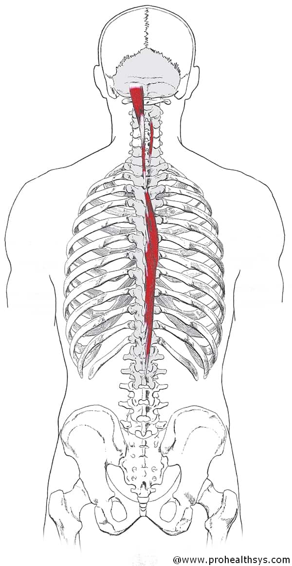 T-spine & back - Hithera